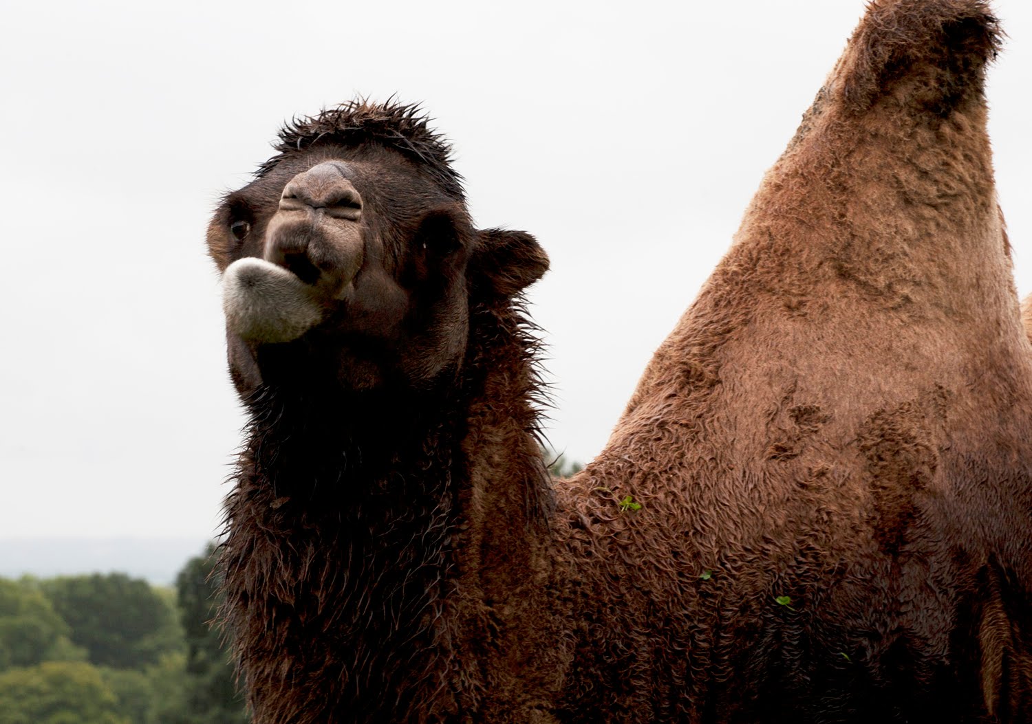 An Ostegolectric State: The Long-overdue Lols at Longleat!