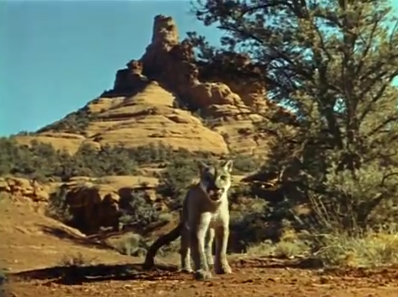 Iverson Movie Ranch: The day "Bonanza" brought a lion to the Iverson ...