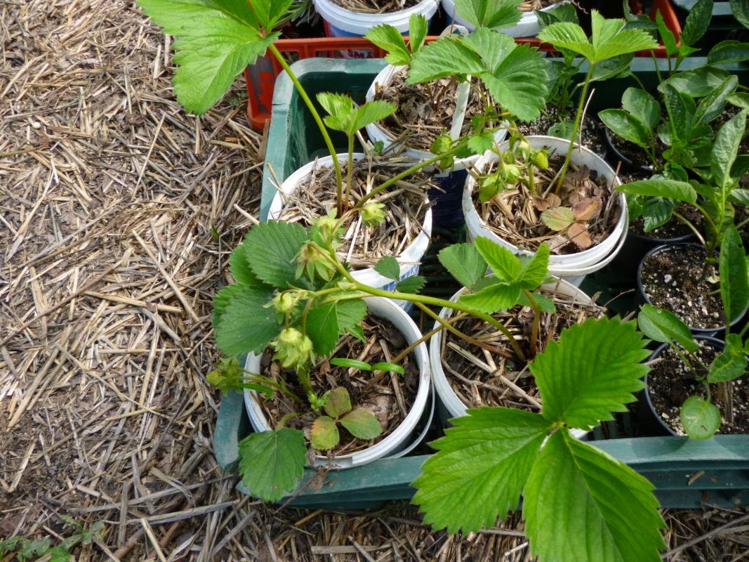 Seminte si plante de gradina hobby