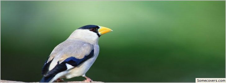 Facebook Covers Birds #2 | Facebook Covers | Timeline, cover, Photo