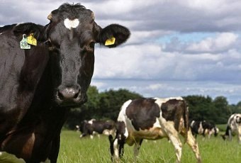 SAPI TRANSGENIK | INMES