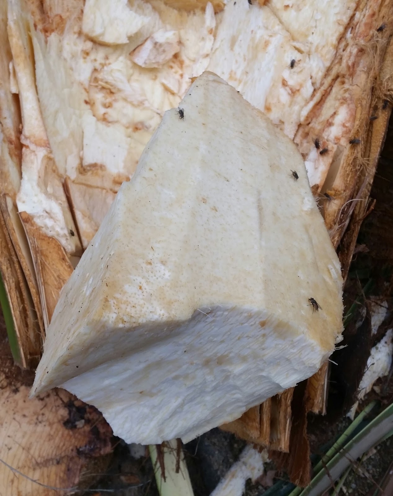 Warisan Petani: Umbut Kelapa