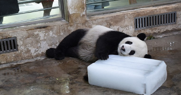 This Panda Has Found An Ice Cold Way To Beat The Heat