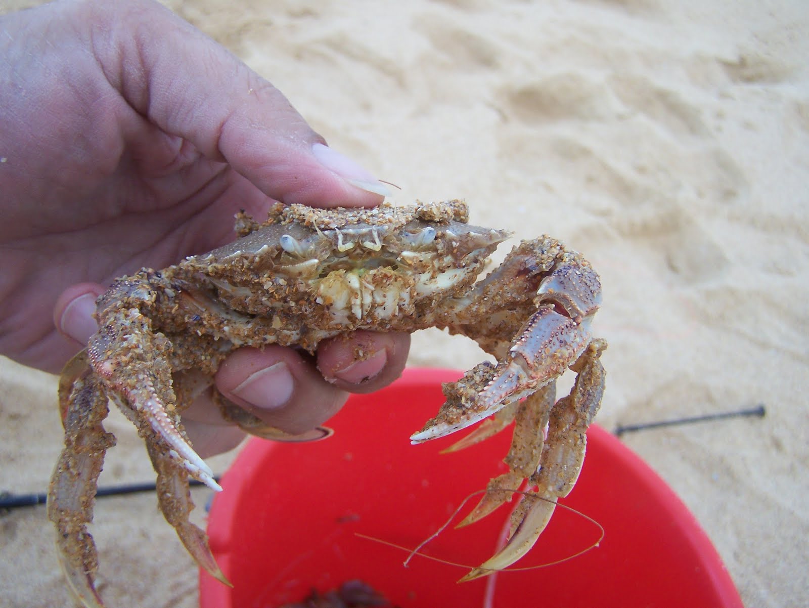 Little Australia: Surf Fishing: Flathead and Mystery Crab