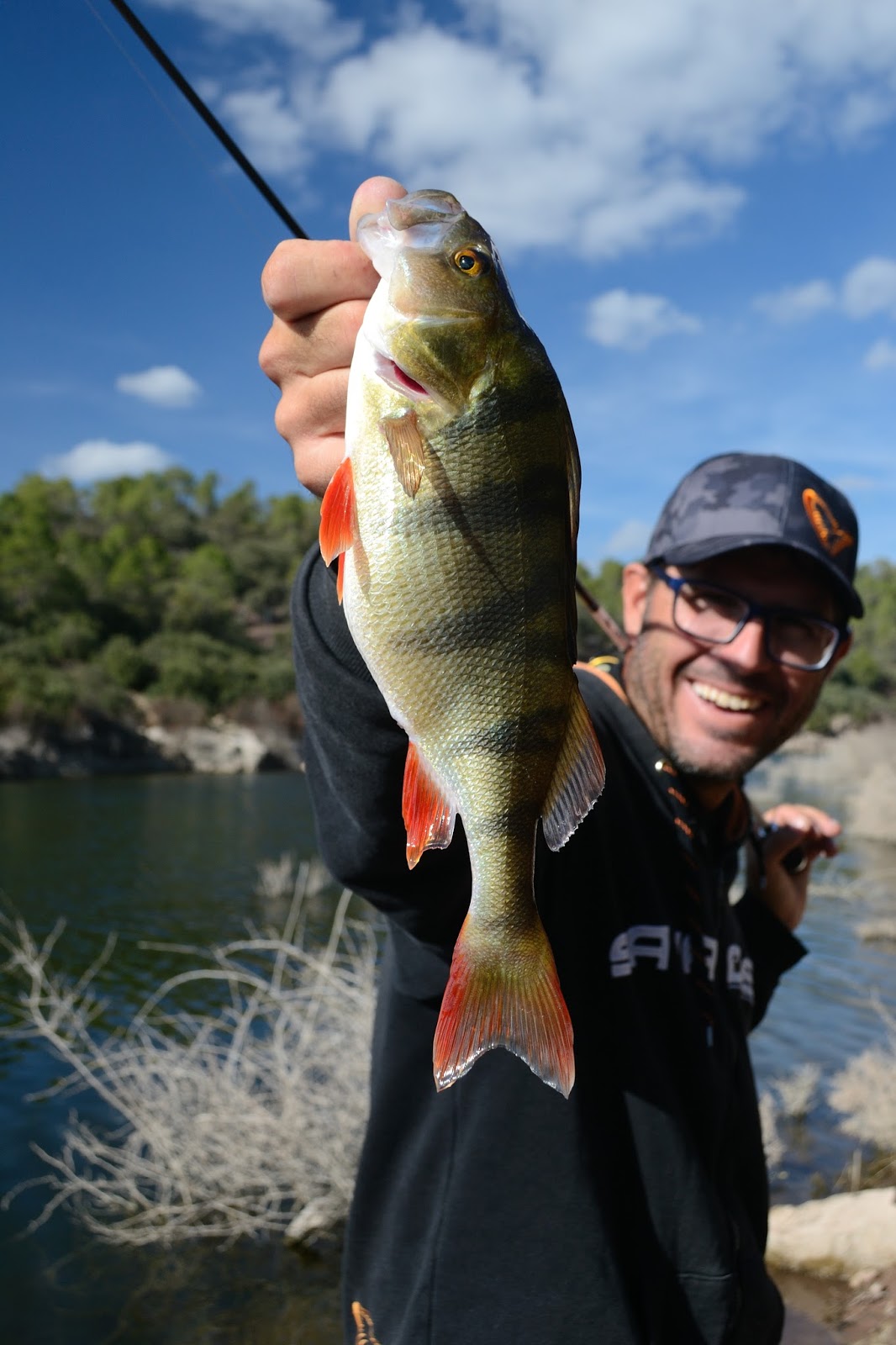 Antonio Pradillo: Pesca y Naturalismo: LA PERCA EUROPEA ATERRIZA EN ESPAÑA