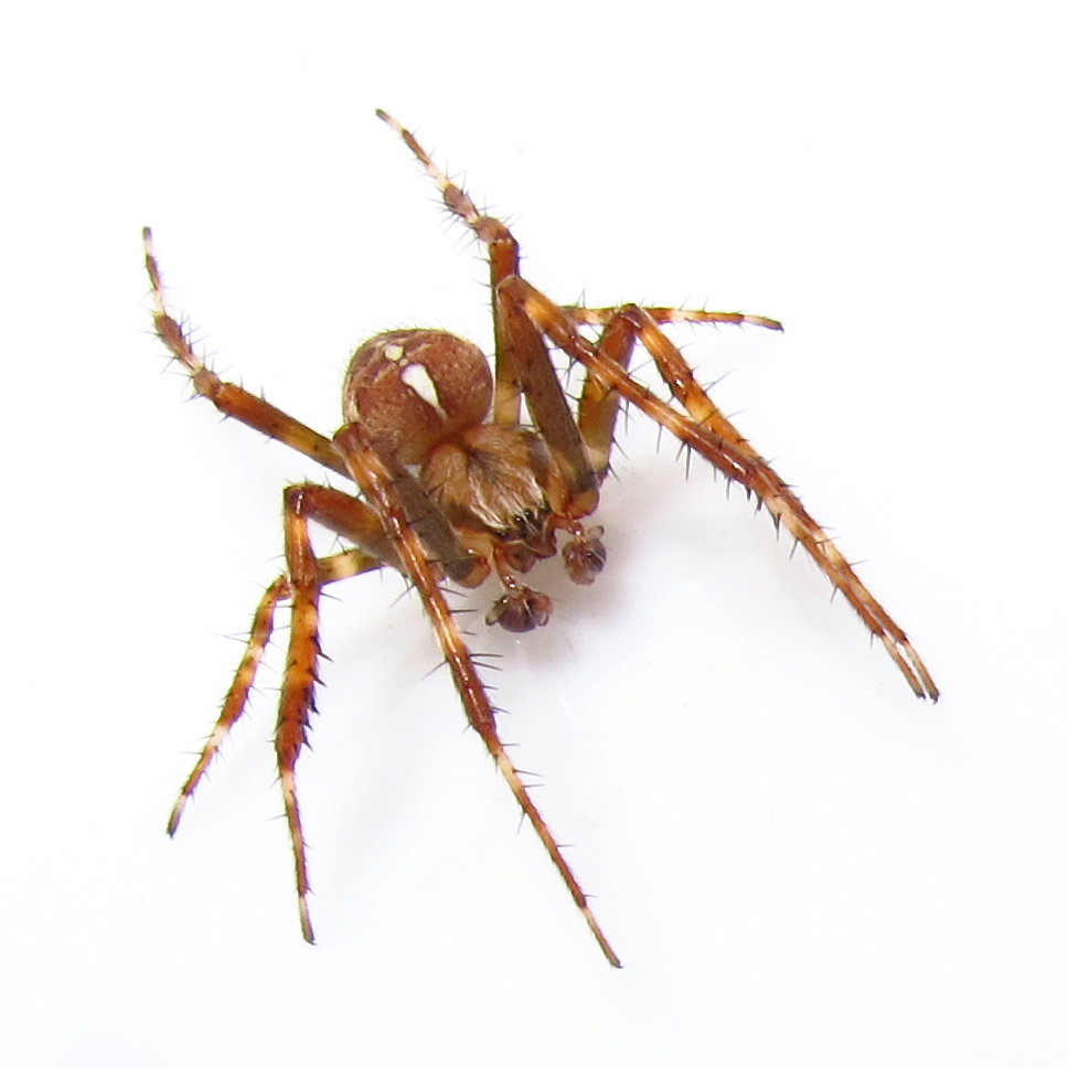 BugBlog: My spider year