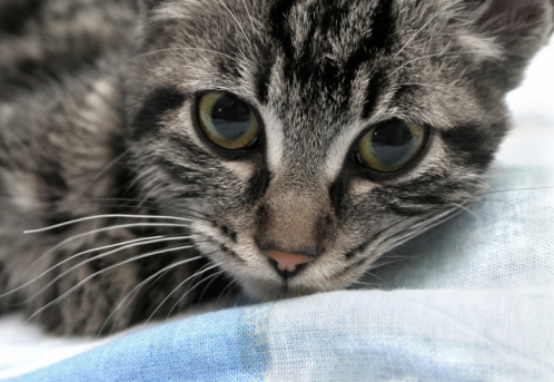 California Spangled | The Life of Animals