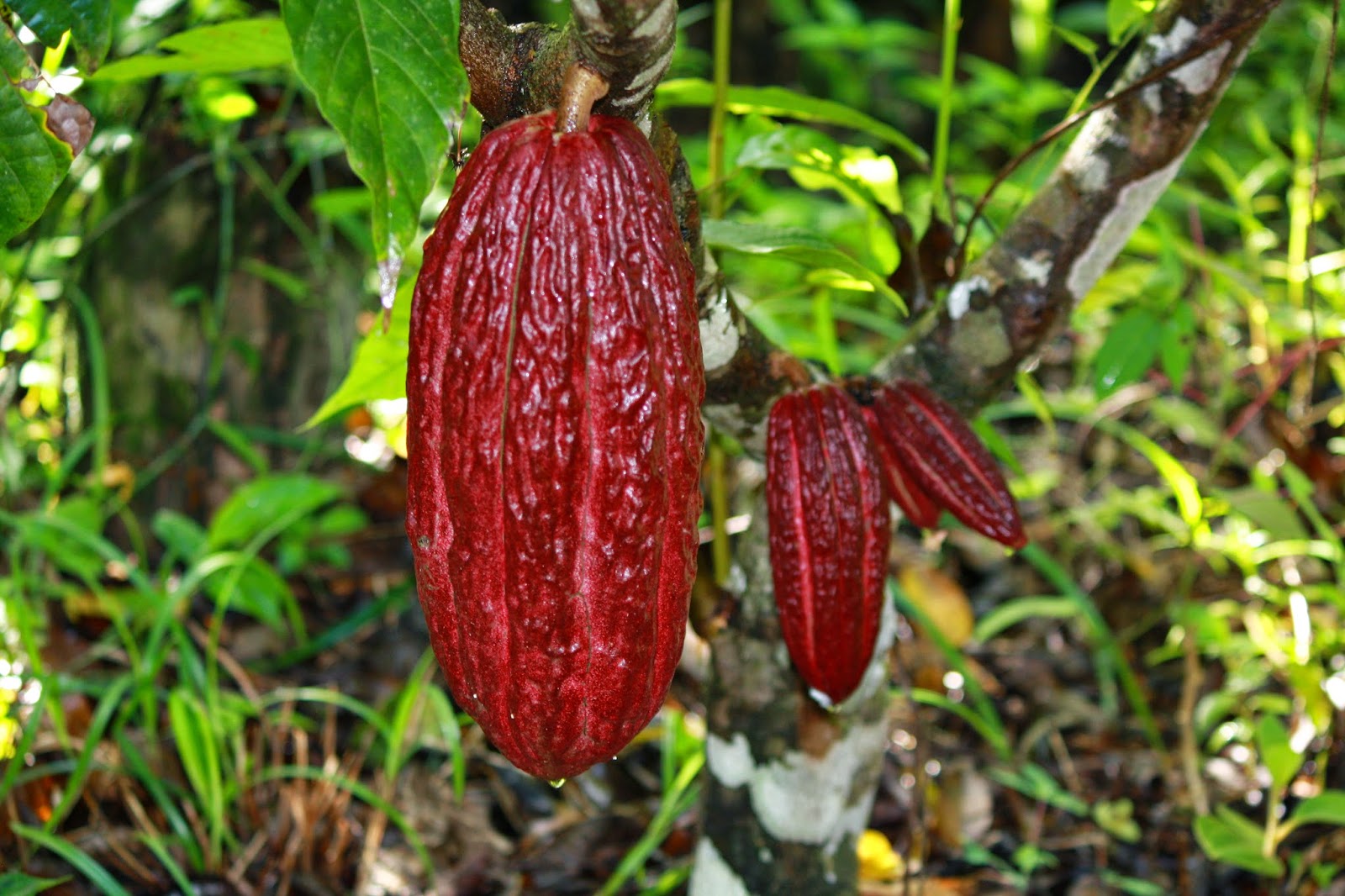 Corlans Eco Estate Coryal Trinidad (lets talk cocoa and cocoa products ...