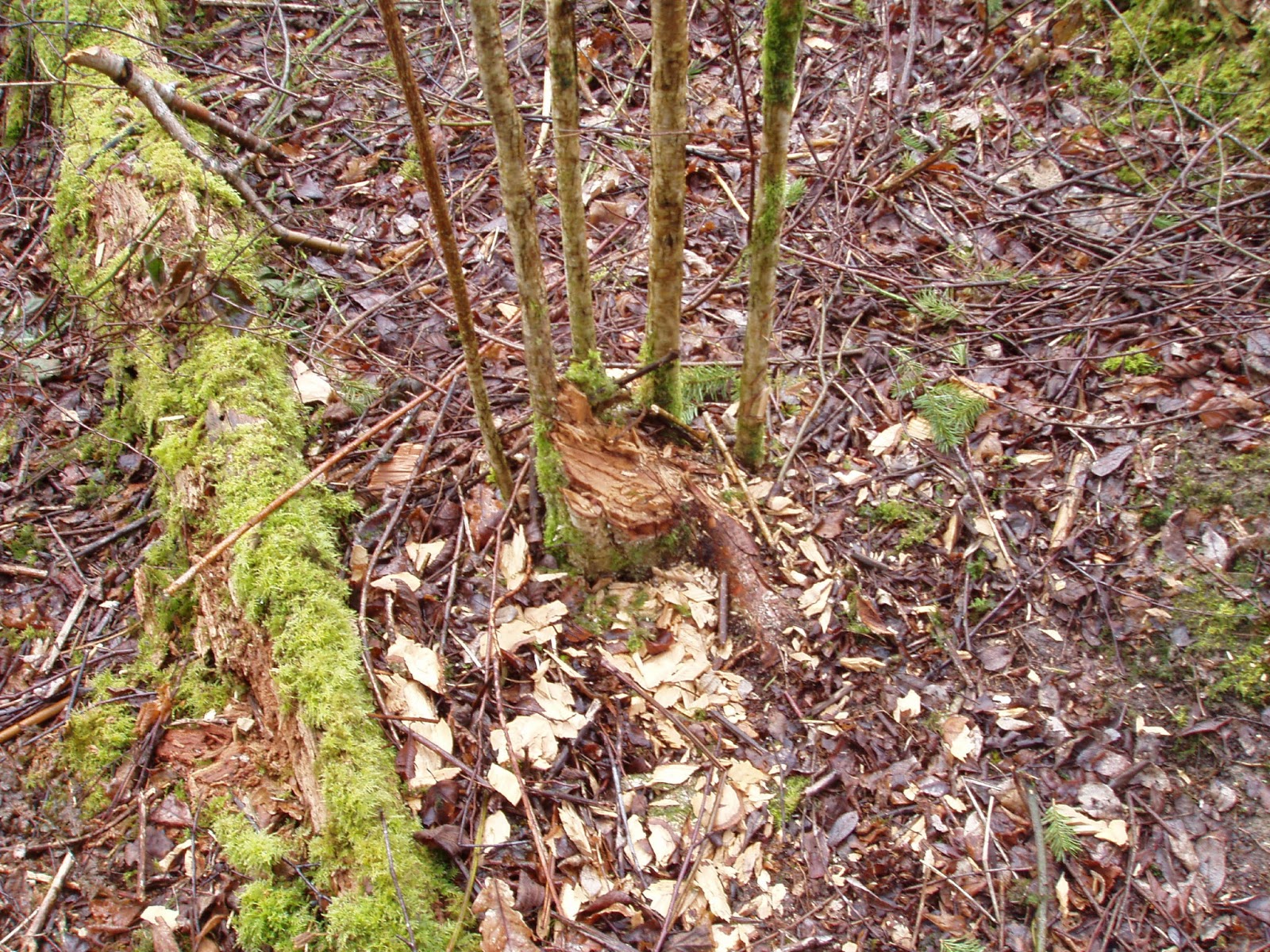 Coppicewood College Students Blog