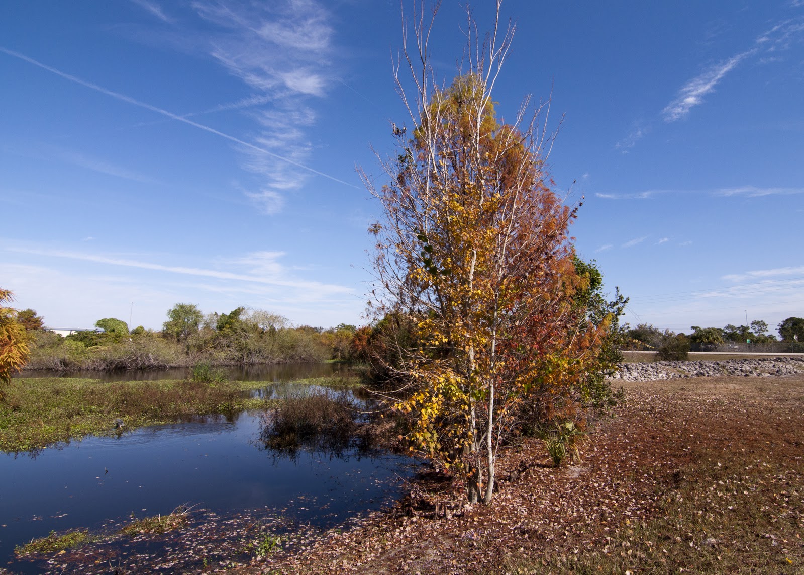 Photos by Patty Stefan: Fall in Florida