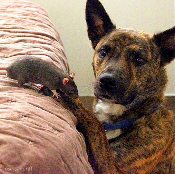 White Wolf : This Rescued Pet Rat And Dog Are The Best Buddies Ever