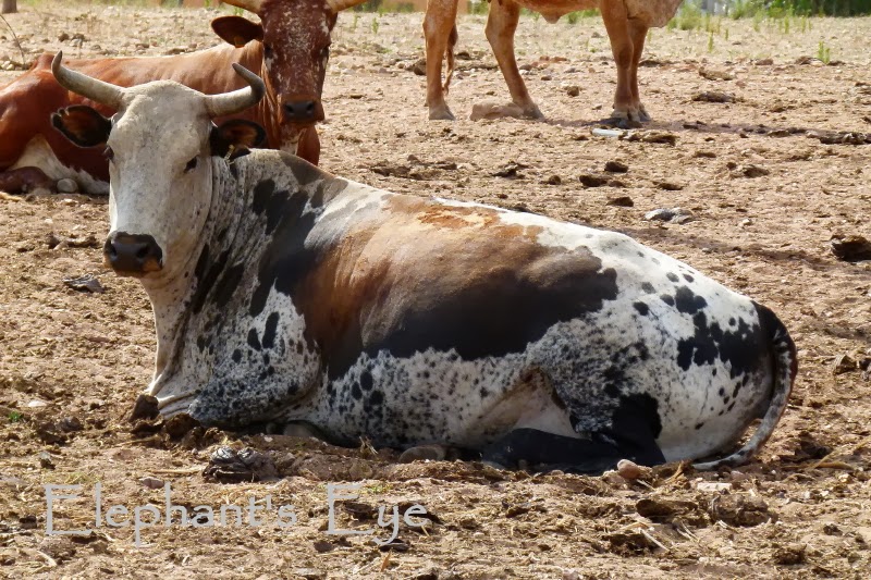 Elephant's Eye: Nguni cattle each one different