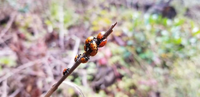 ReloMom: Ladybug Migration at Redwood Regional Park