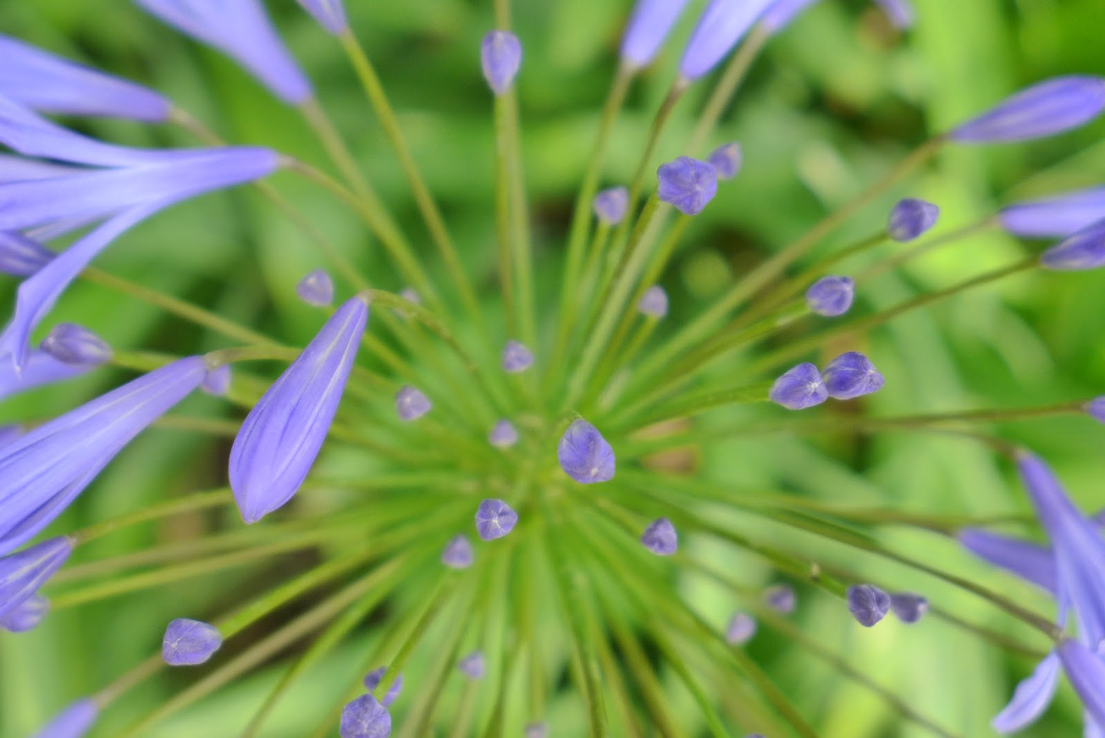 Textura de flor de color azul | Todas las texturas