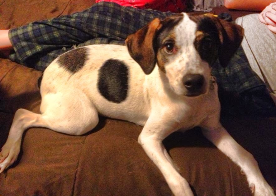 Pet Helpers Find A Home: 7 month old female spayed, loves kids and ...