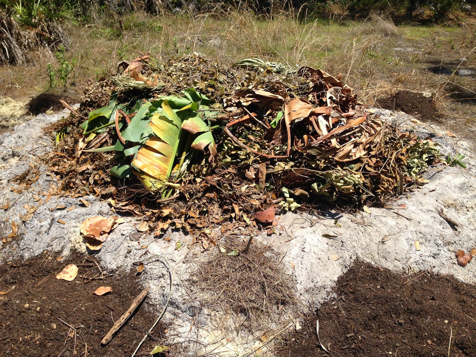 Growing Permaculture: Banana Circles in Florida