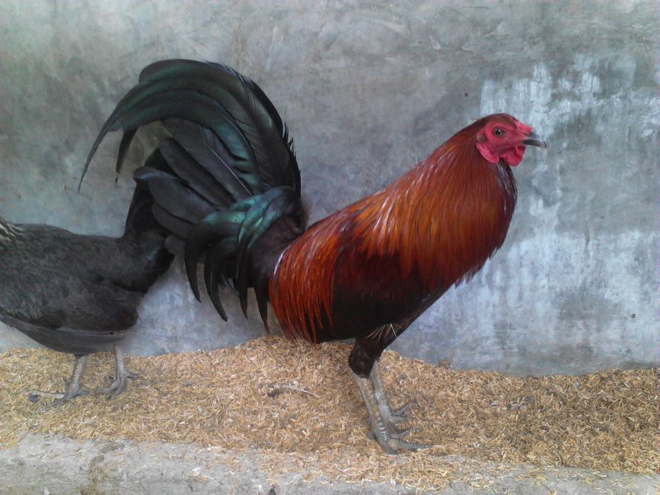 Pure murphy gamefowl. Yellow Birchen History / Duryea / Gamefowl ...