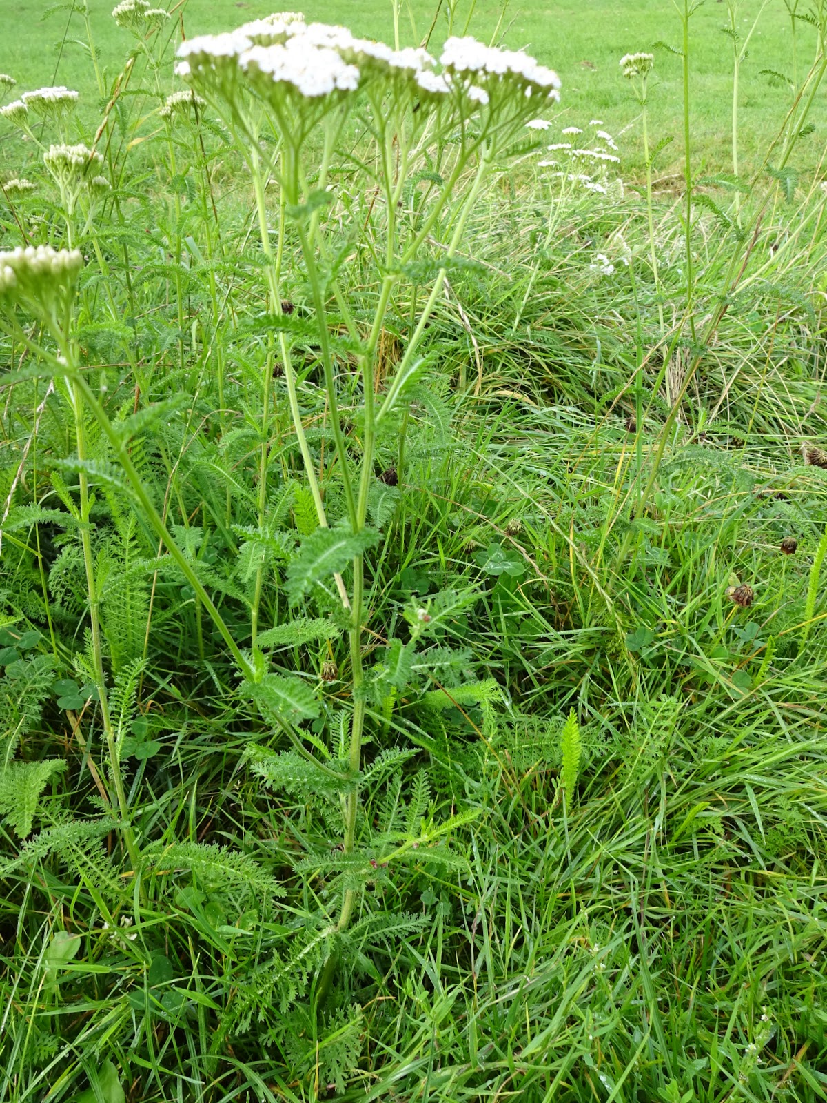 Naturnachbarschaften: Wiesen-Schafgarbe - Achillea millefolium
