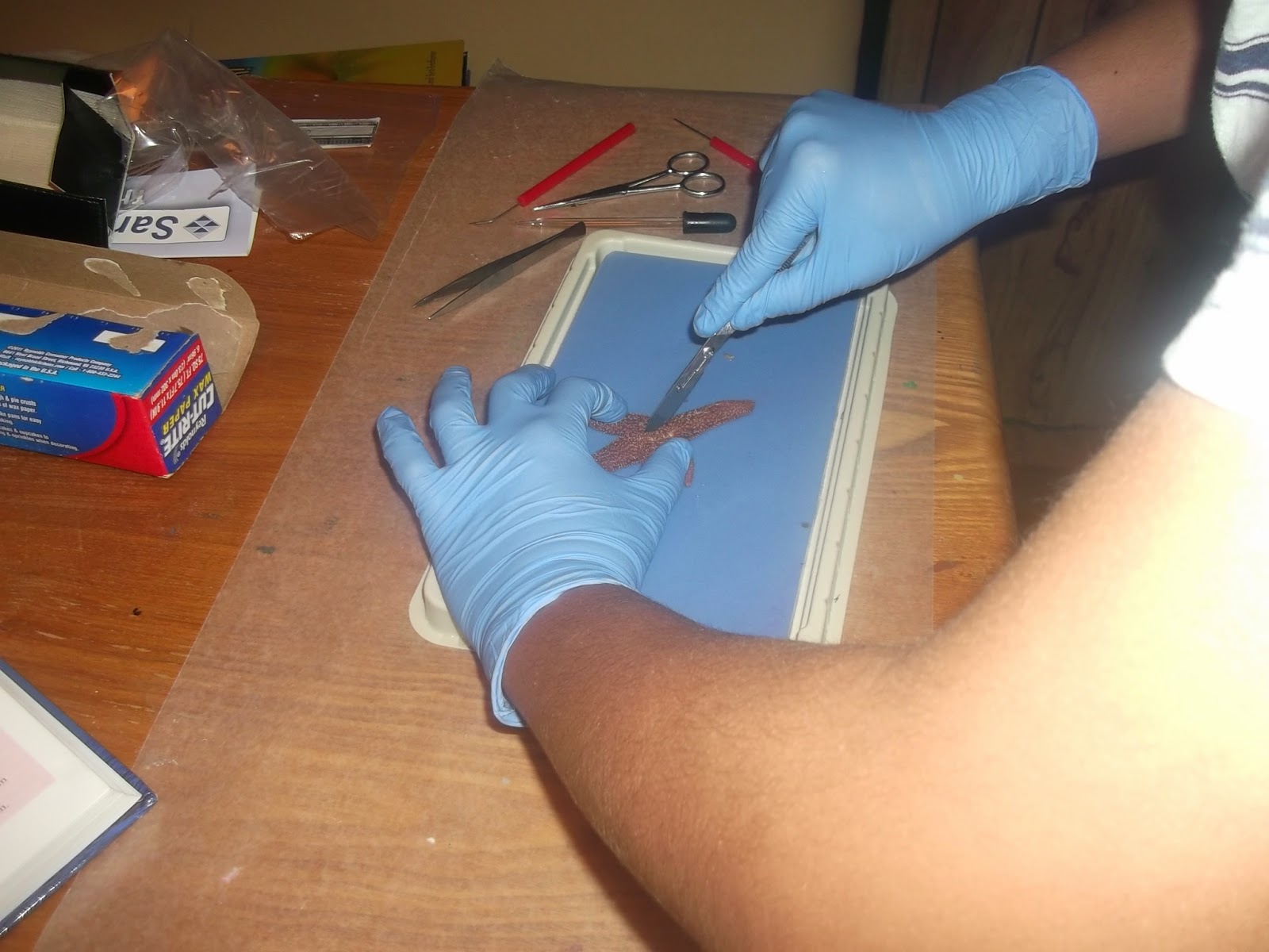 Melissas Homeschool Blog: Marine Biology Dissection Lab
