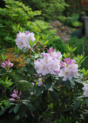 West Coast Gardens: Rare Beauty - The Rhododendron