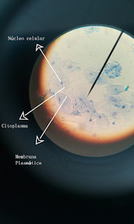Práctica 1 - "Observación de las células del epitelio bucal"