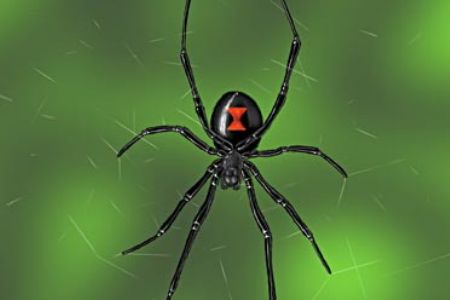 NASA to send 'spidernauts' into space ~ THE INVINCIBLE WORLD