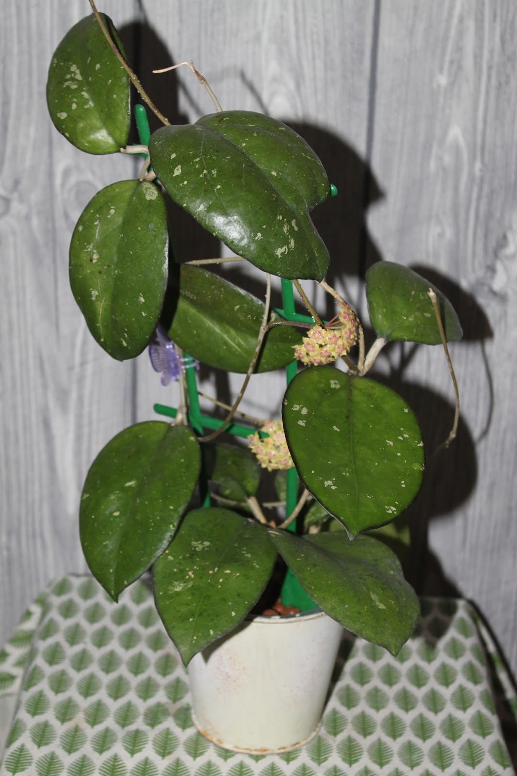 Hoyapassion: Hoya vitellina. Hoya aff. stenophylla NS08-030 = Hoya ...