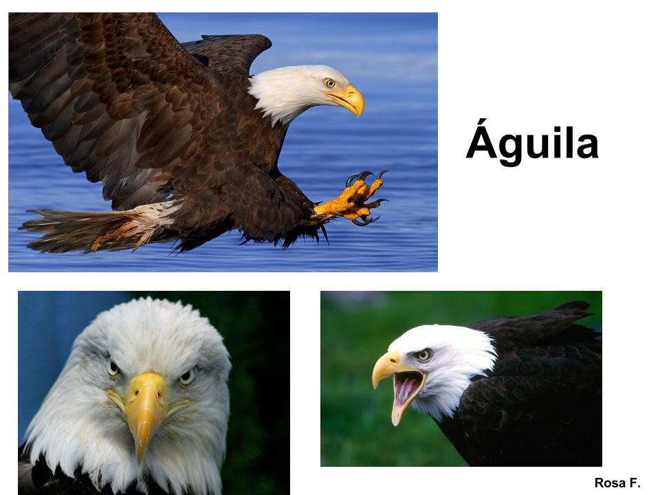 Vocabulario en imágenes. Maestra de Infantil y Primaria.: Pájaros y ...