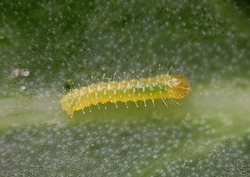 Charlie's moths of Calderdale.: WHITES