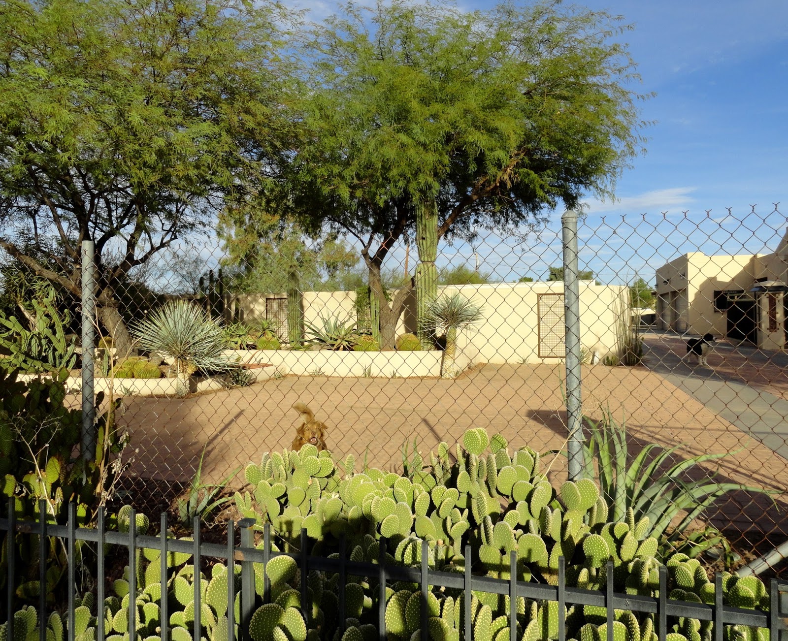 danger garden: Paradise, behind the chain-link
