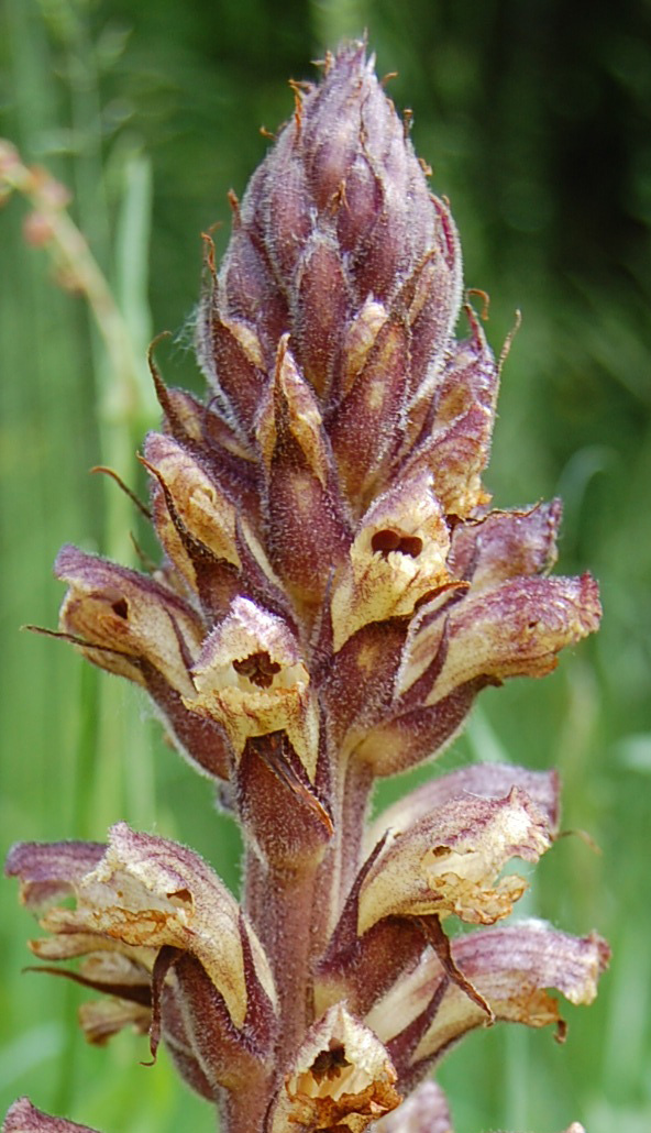 Orobanche_reticulata_Grupo botánico cantábrico