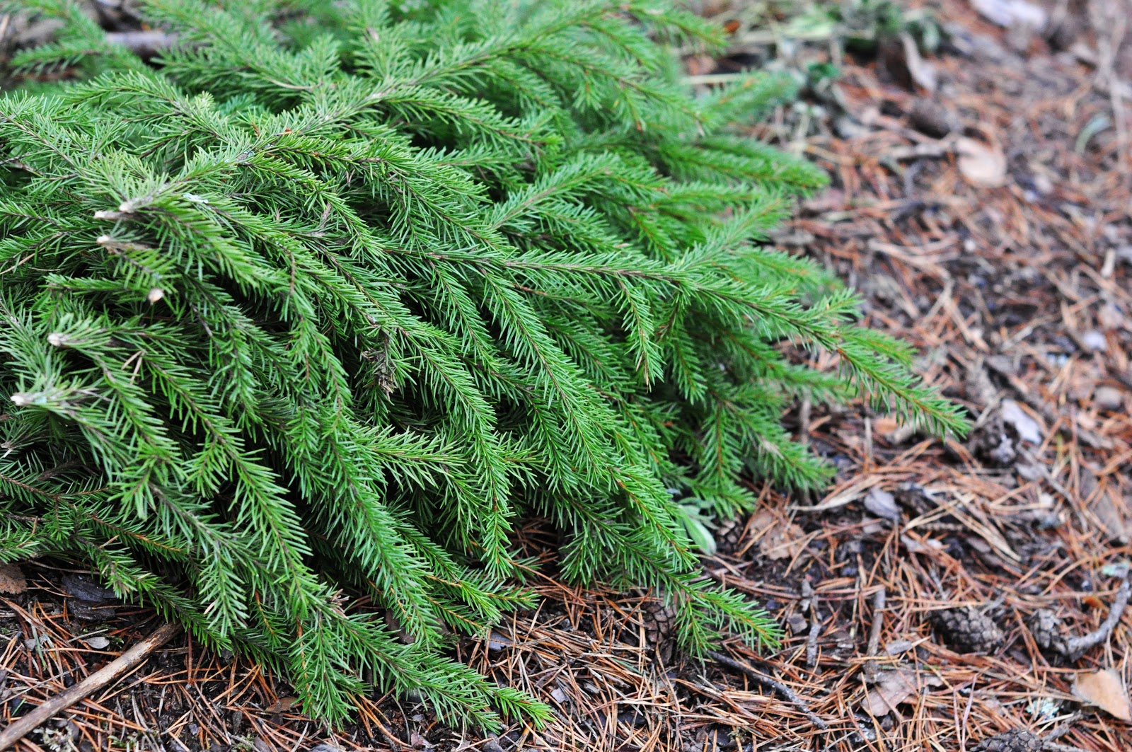 granris till hästen | fiffiochgustav