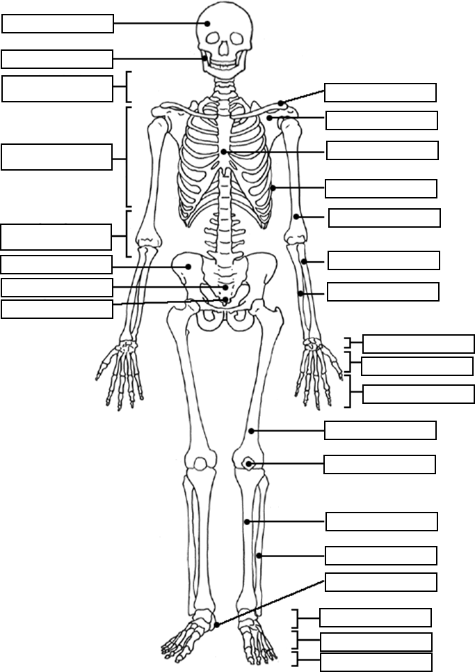 Anatomy Cheat Sheet - Cheat Dumper