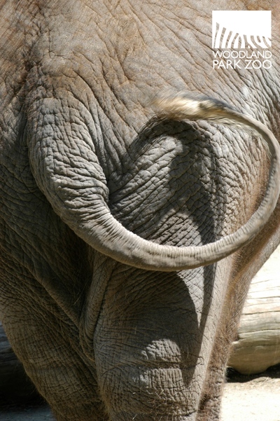 How to make elephant poo paper