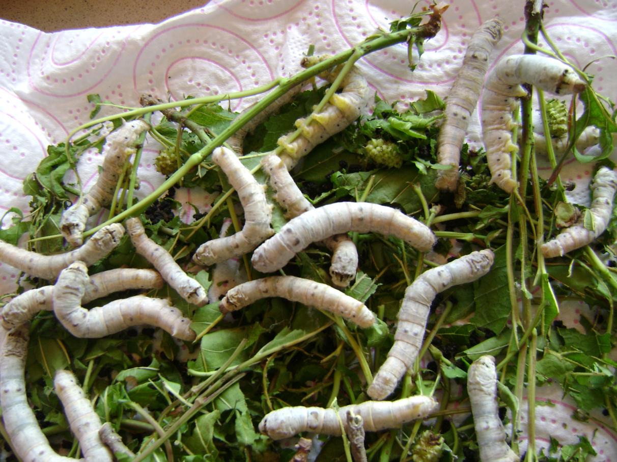 Para ir empezando.: Primeiro casulo.