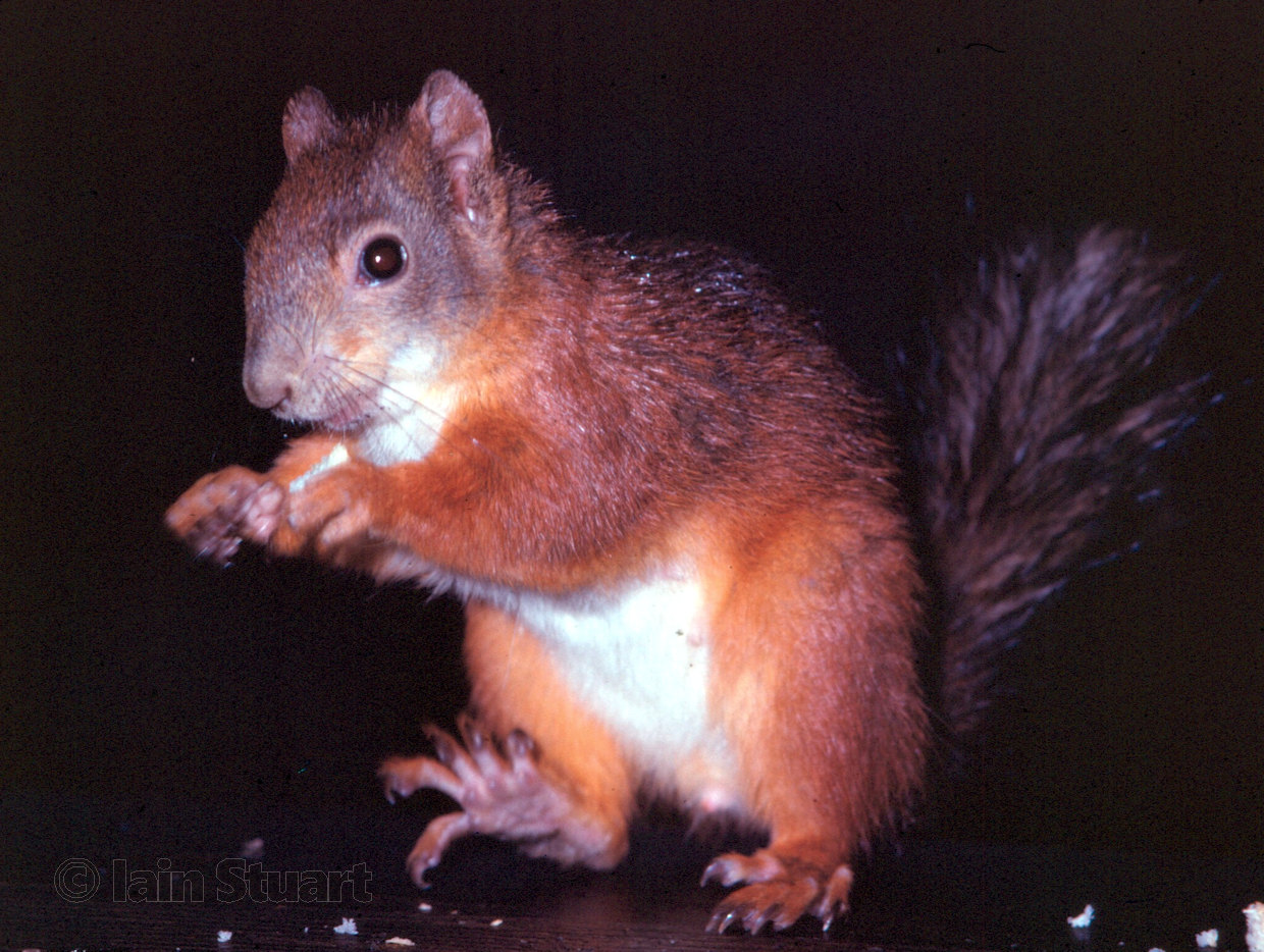 The Slide Guy: Tufty The Squirrel