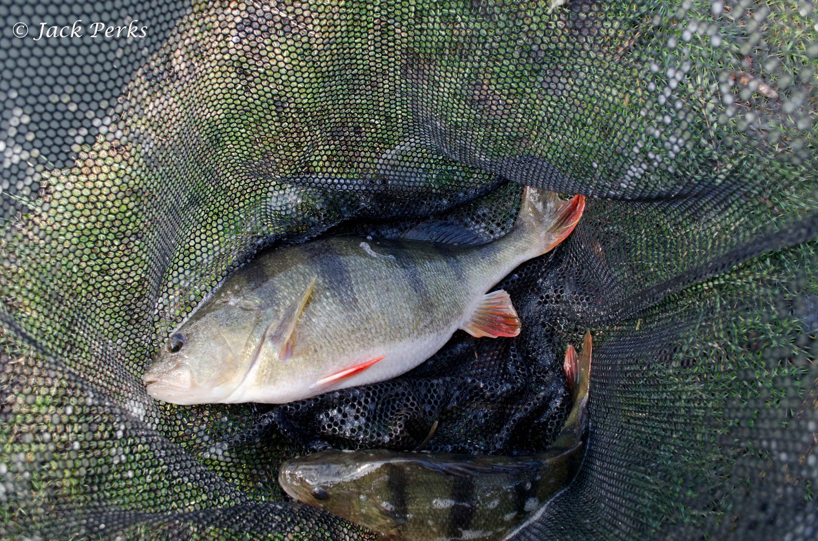 Jack Perks Photography: Canal Fish Rescue