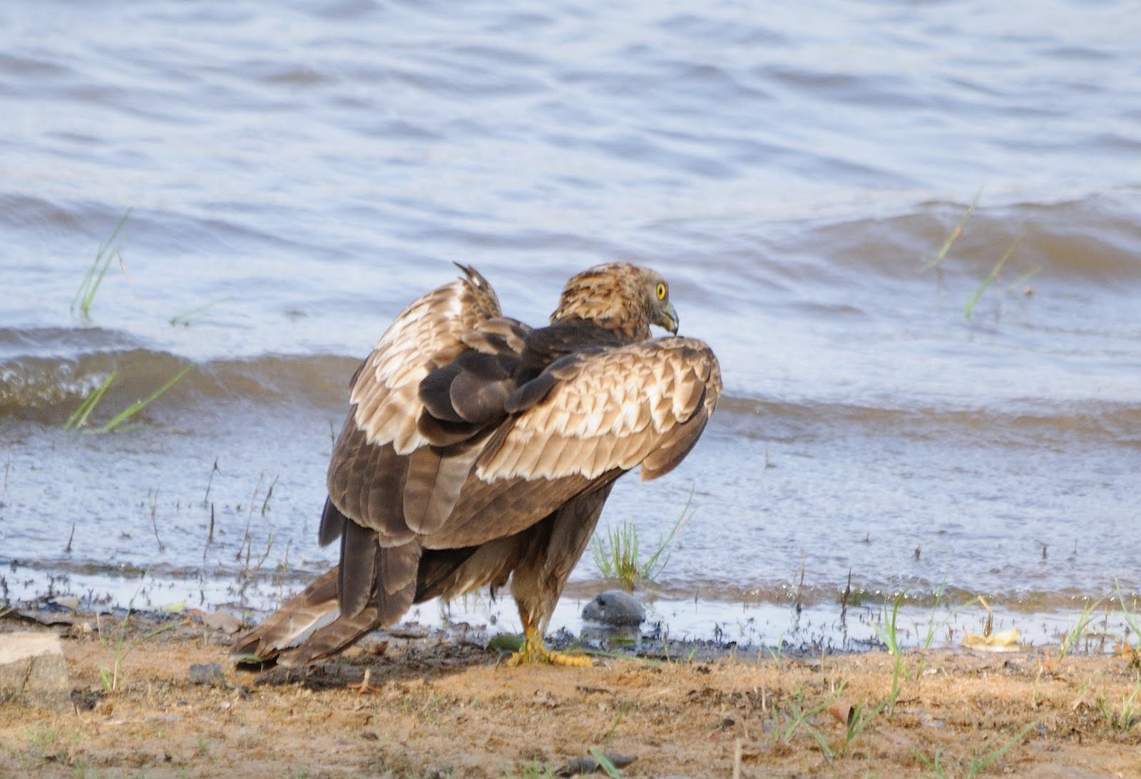 Zunka Bhakri......: On trail of Tiger @ Tadoba-Kolsa