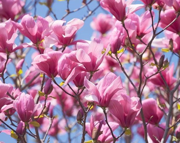 Magnolie - najpiękniejsze odmiany