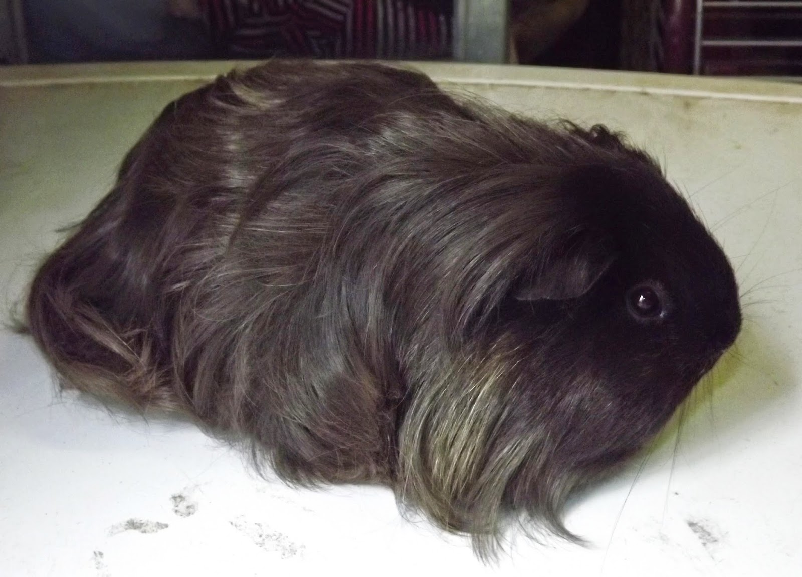 My Cavy Kingdom: All the Colours of the Rainbow
