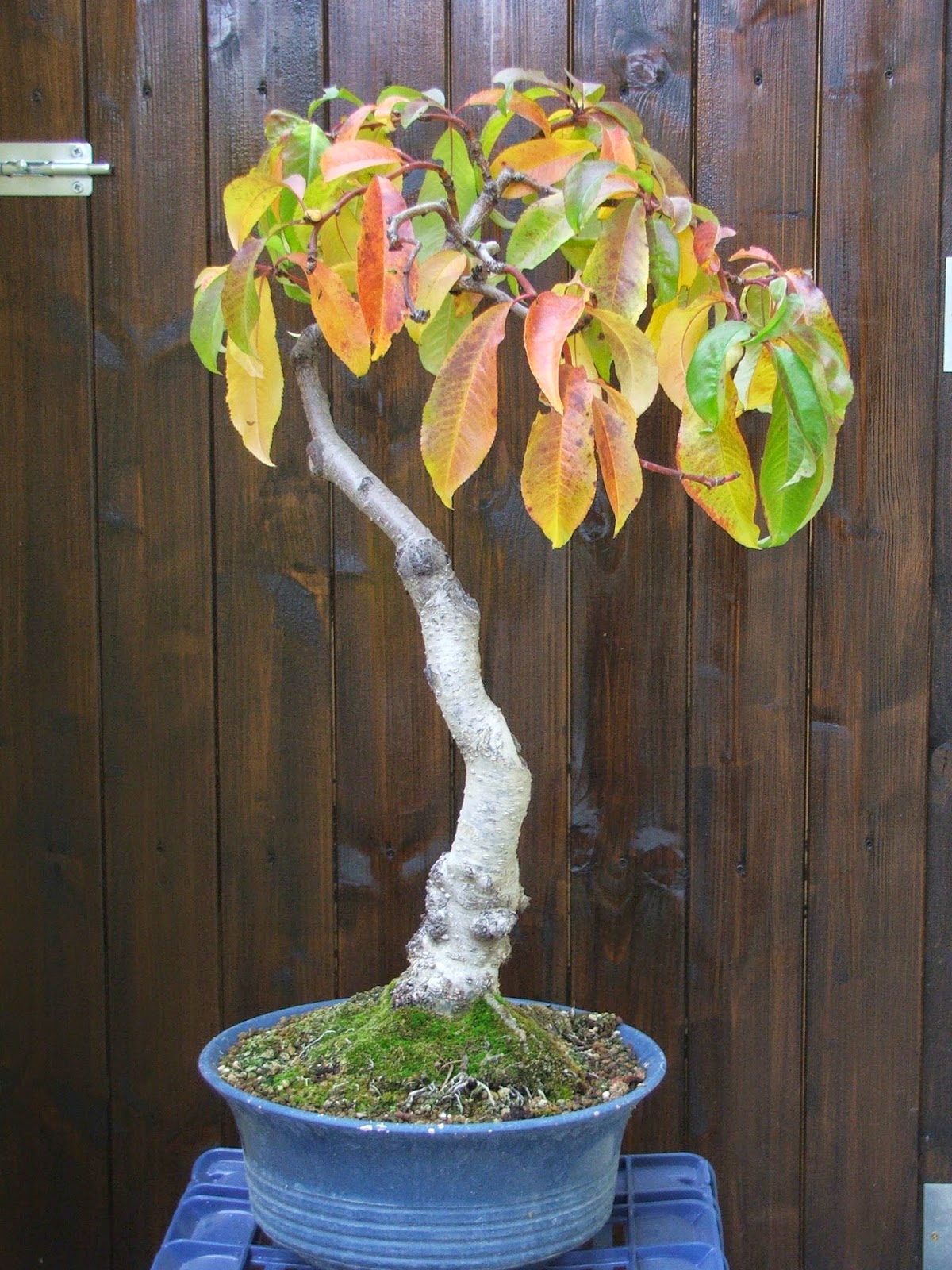 Evoluzione Bonsai : Bonsai di Pesco - Peach - prunus persica