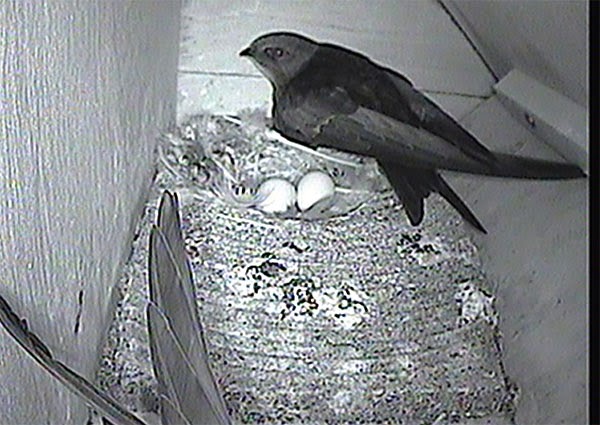 The Barley Birder: Ringing Common Swifts - June 2014