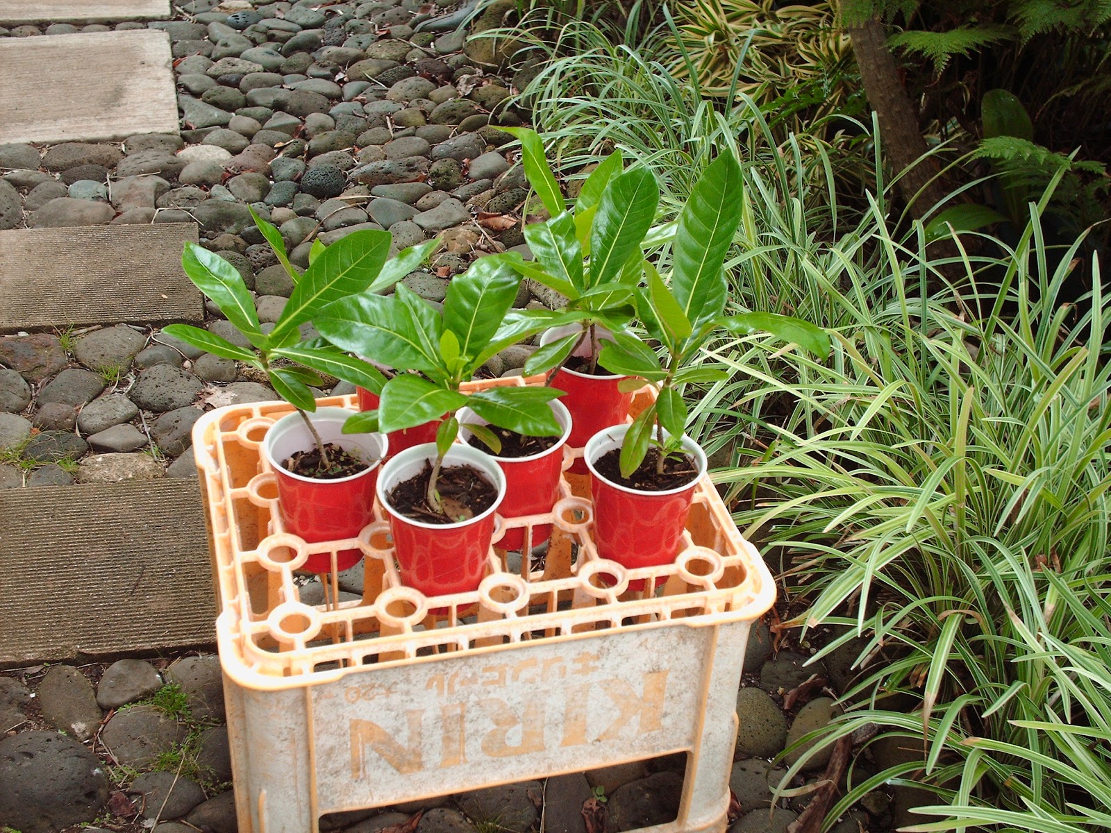 Garden Notes from Hawaii: TIARE (Gardenia taitensis)