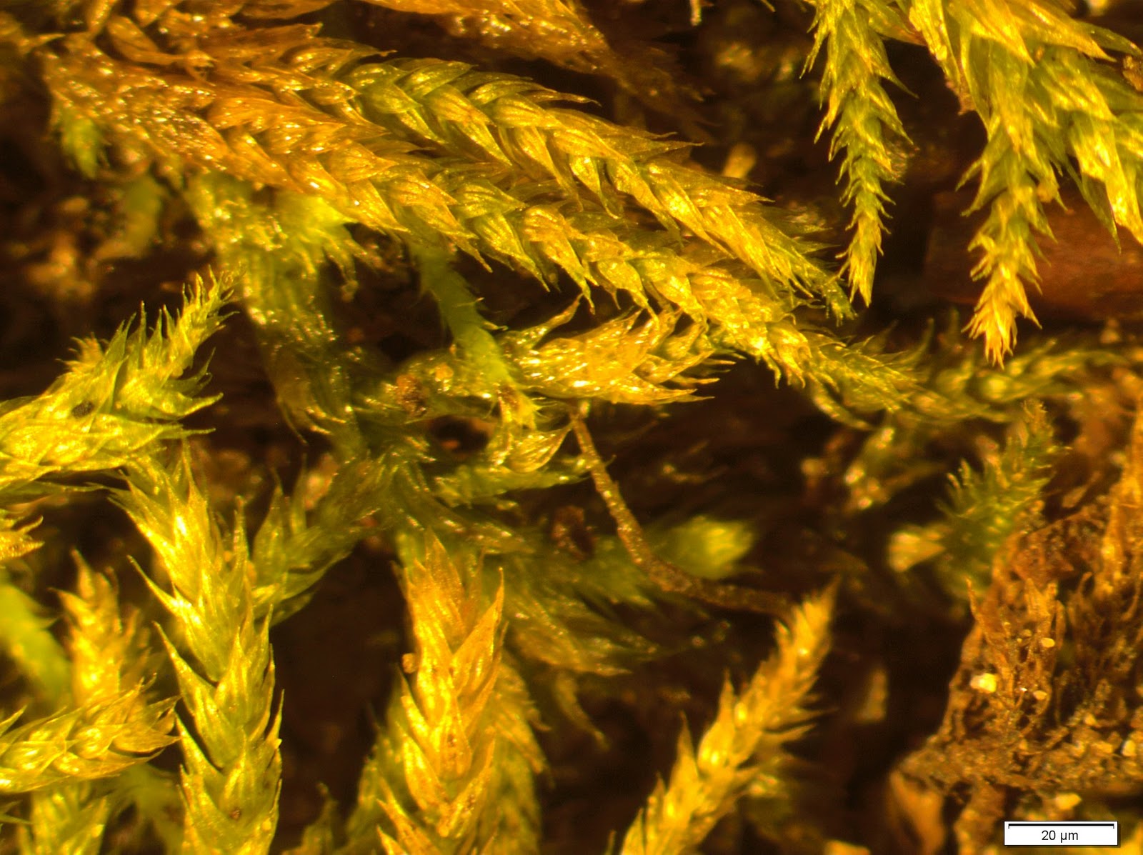 Non-Vascular Plants: Specimen #8 Moss