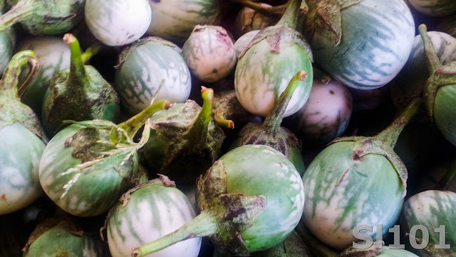 එලබටු - Ela batu - Thalana batu - Egg plant - Solanum melongena