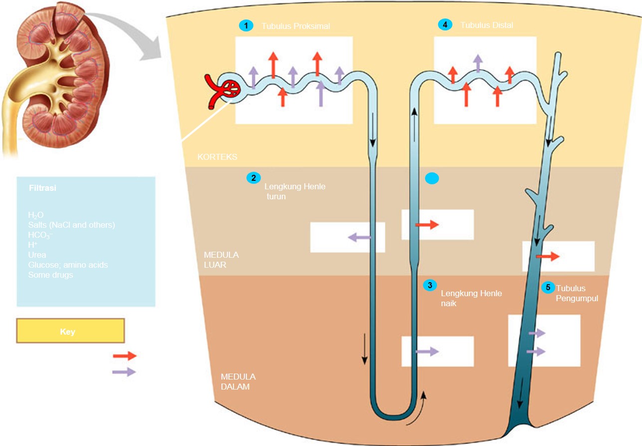 Pembentukan Urin pada Manusia ~ Sukses bersama Biologi