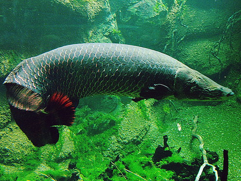 Arapaima Gigas