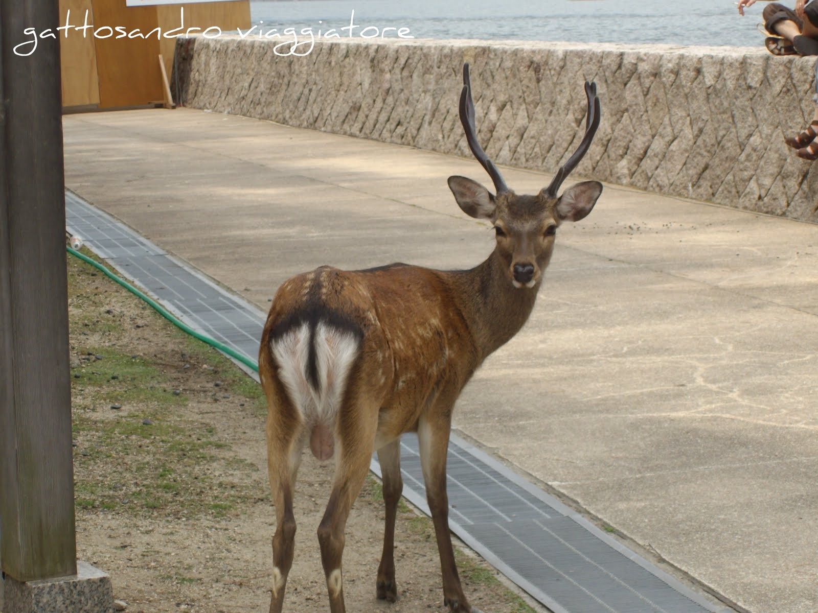 gattosandro viaggiatore - travel blog: Giappone 2010 - Hiroshima e Miyajima