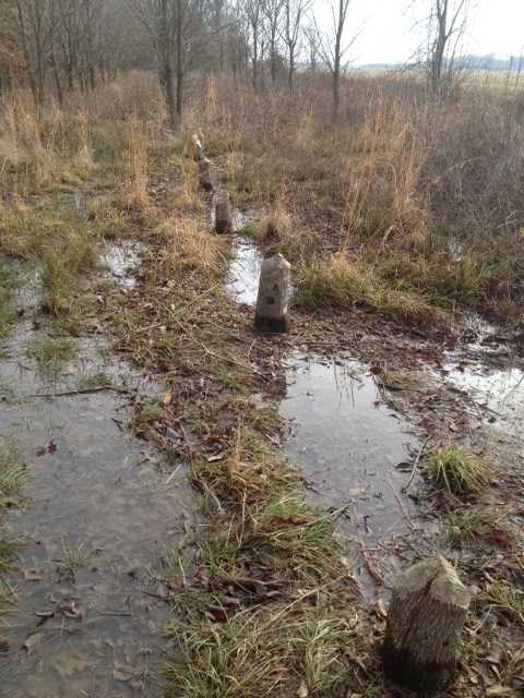 When Beavers Attack! Beavers Destroying my land
