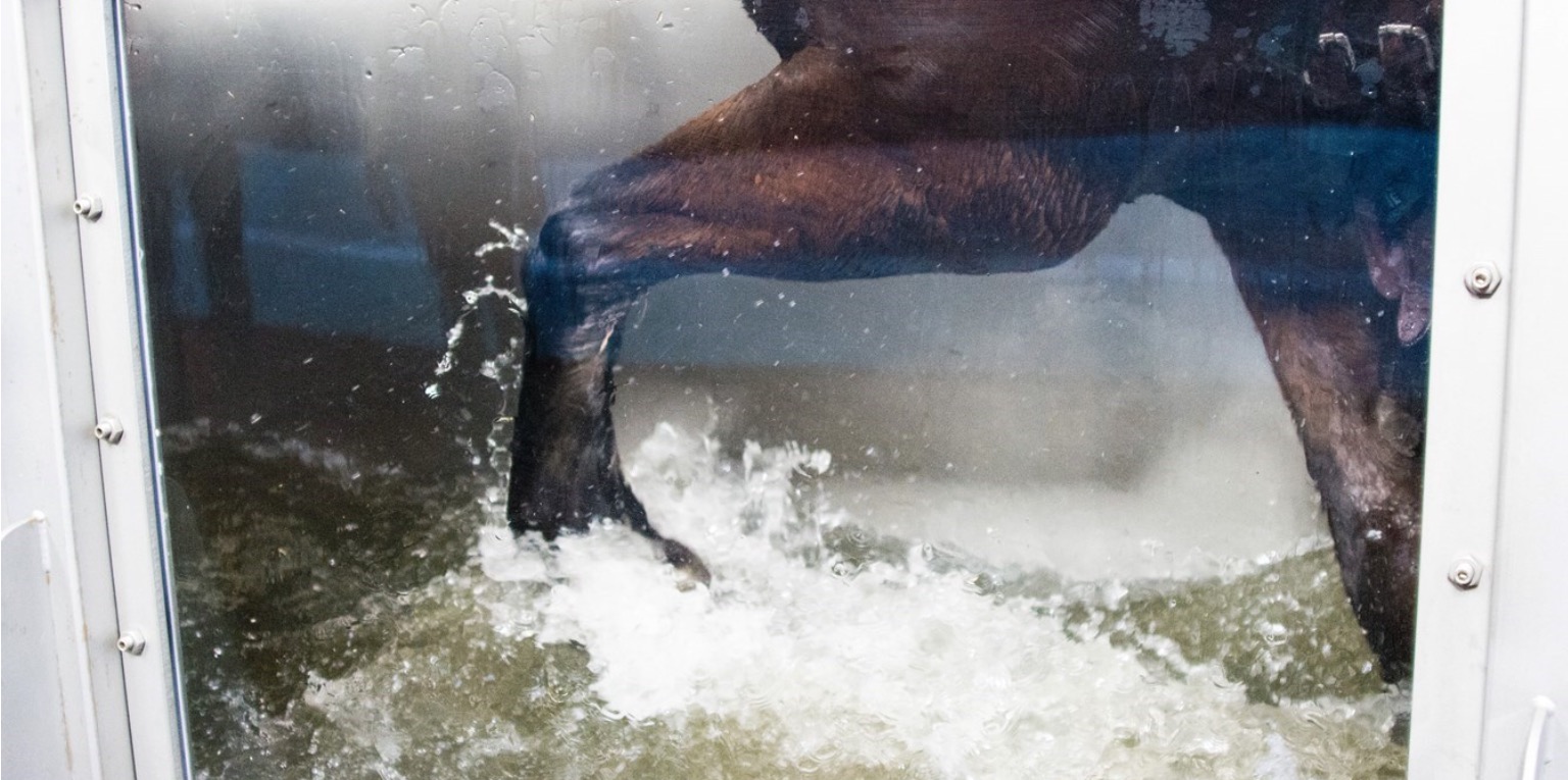 Moulton College Equine Hydrotherapy: Cold Water Hydrotherapy Spa
